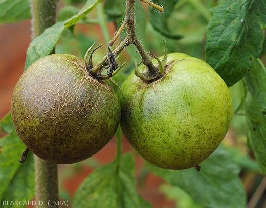 Acariens phytophages ﻿Fléaux - Agrichem Algérie, Votre partenaire agricole