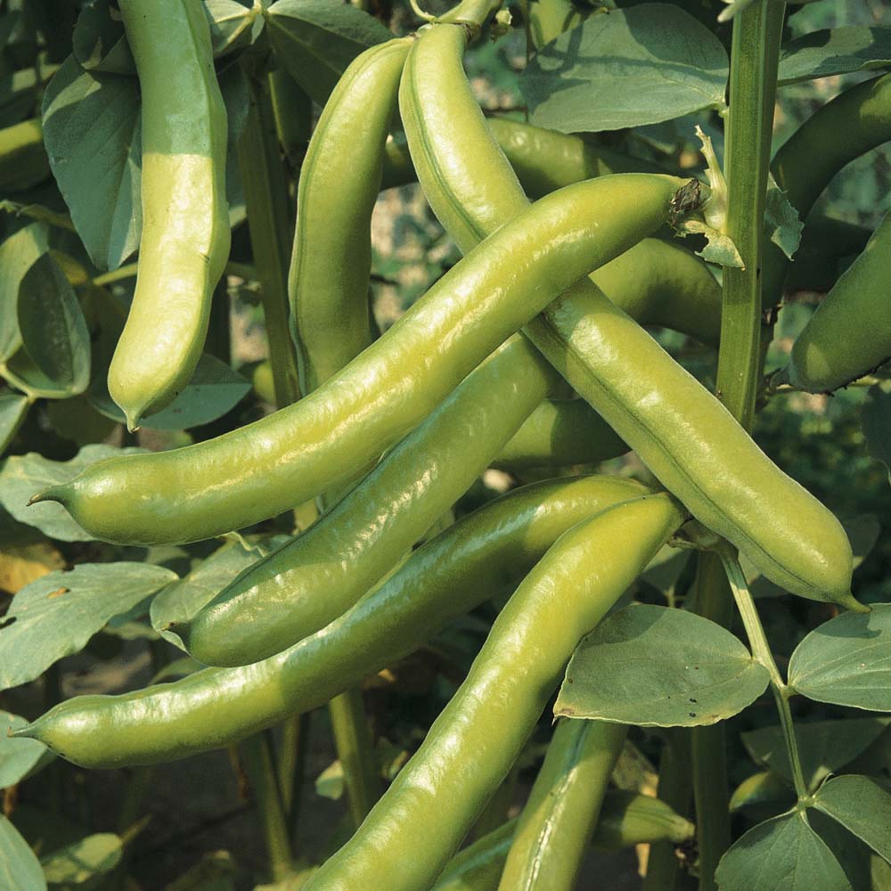 Fève/féverole ﻿ - Agrichem Algérie, Votre partenaire agricole