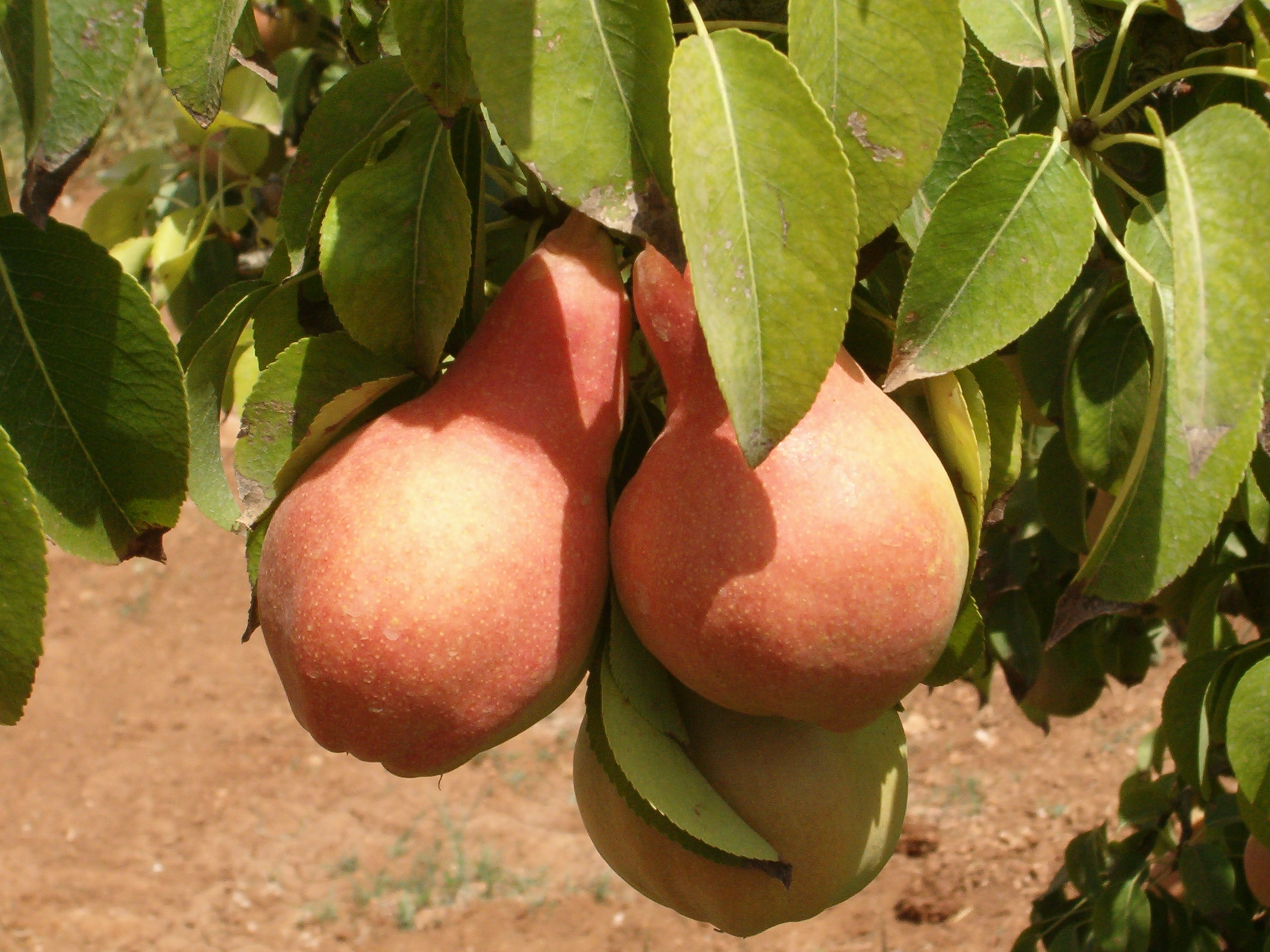 Pesticides, Fertilisants, Semences - Agrichem Algérie, Votre ...